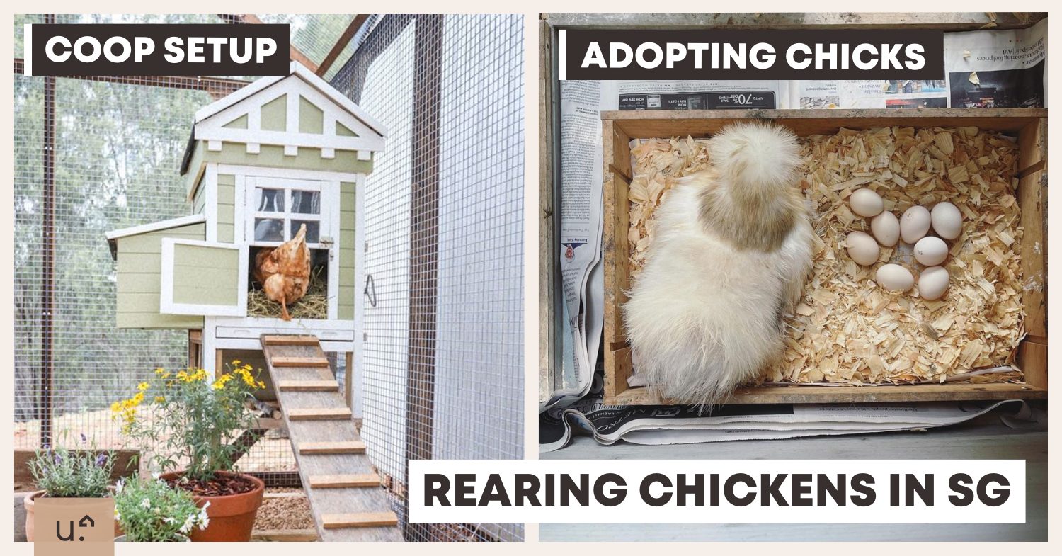 How To Rear Chickens In Singapore: Guide To Coop Setup & Care