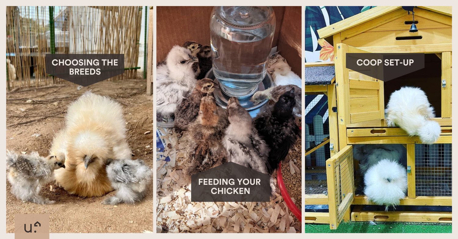 Guide To Rearing Chickens At Home In Singapore