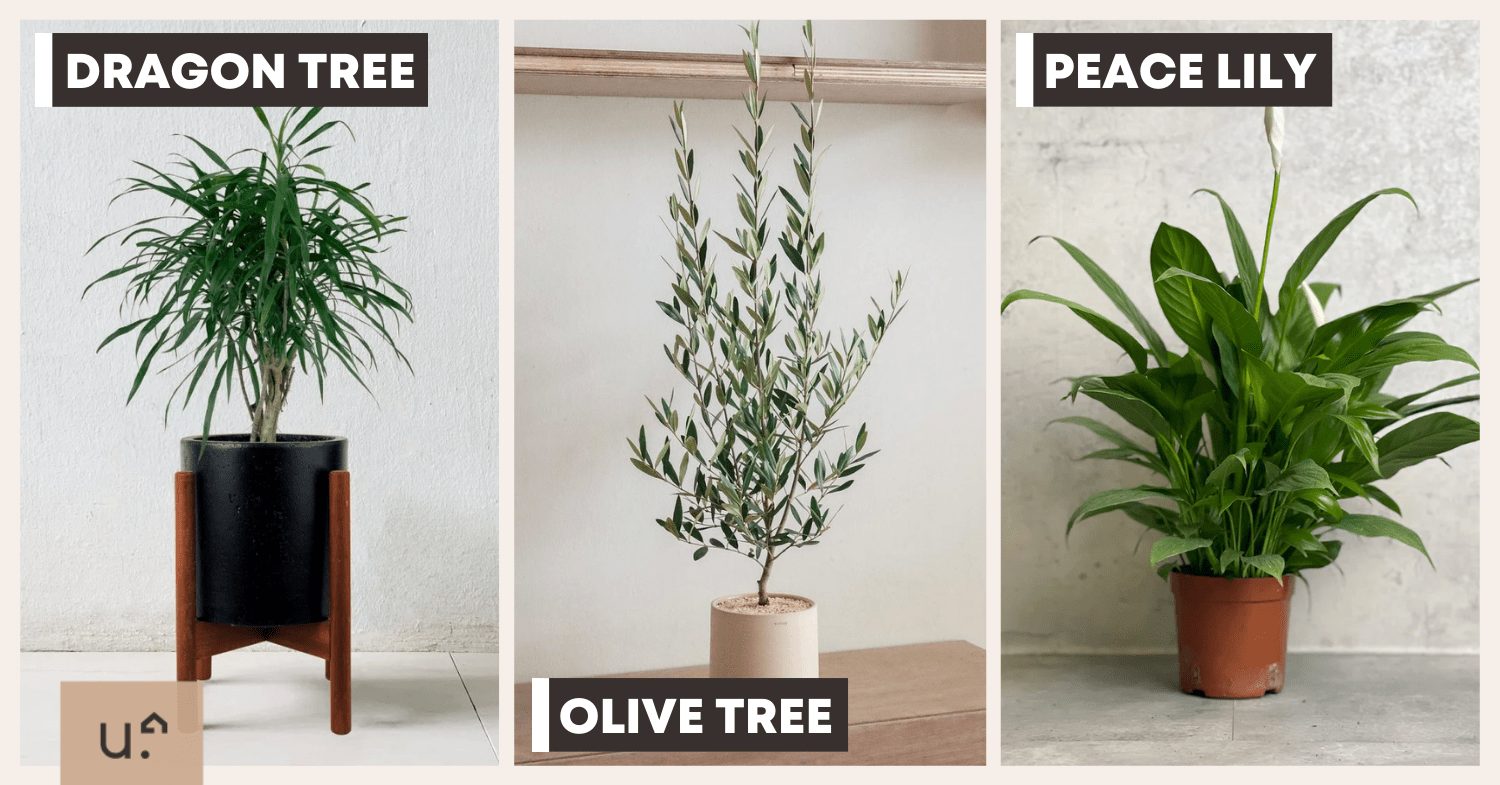 11 Best Beginner Plants To Buy To Kickstart Your Home Jungle